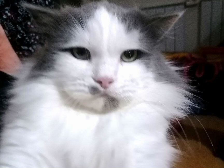 Пушистик в добрые руки