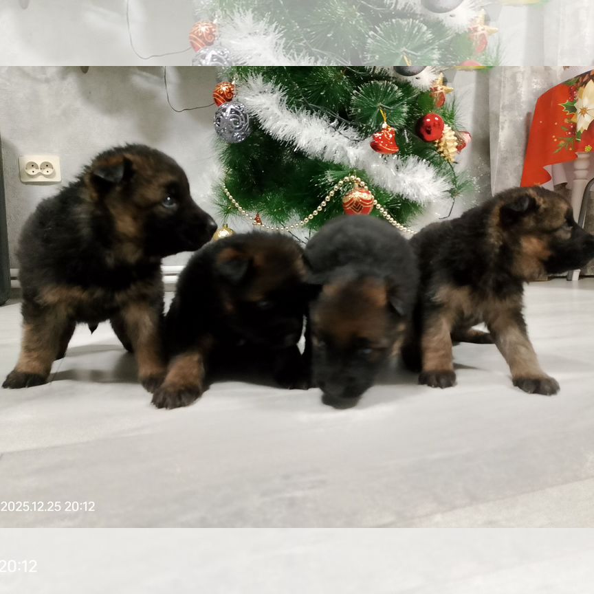 Немецкая овчарка, щенок