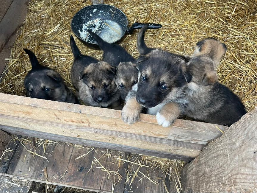 Собаки щенки немецкая овчарка