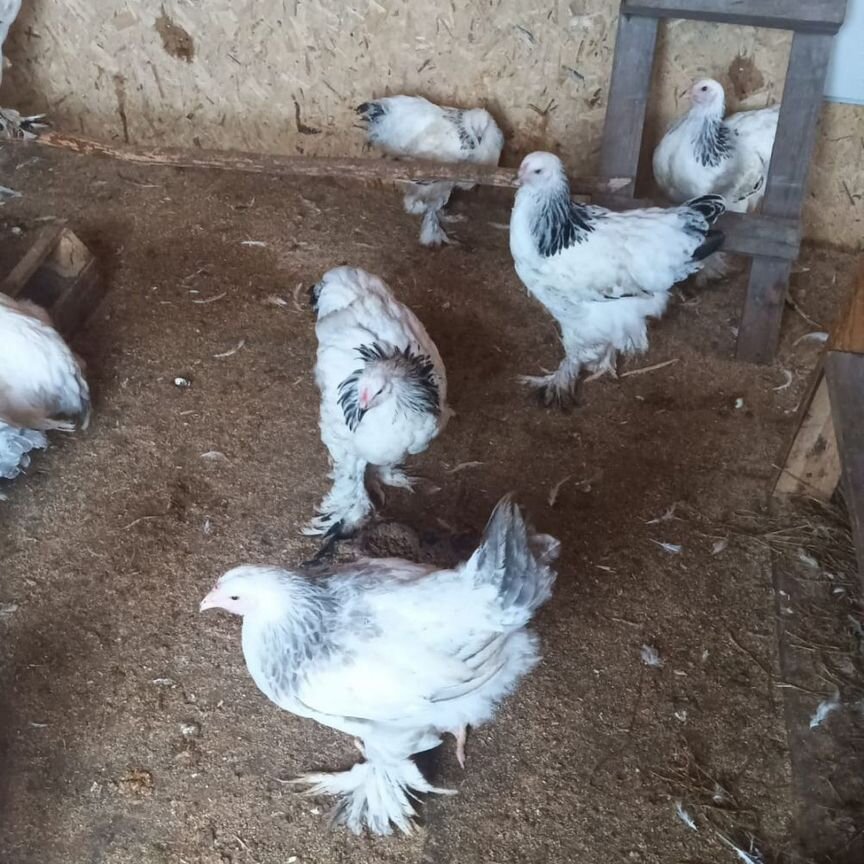 Куры брама колумбийская