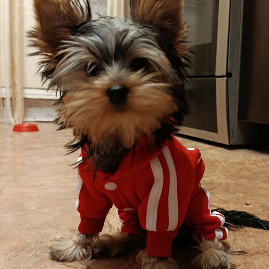 Одежда для мини Йорка