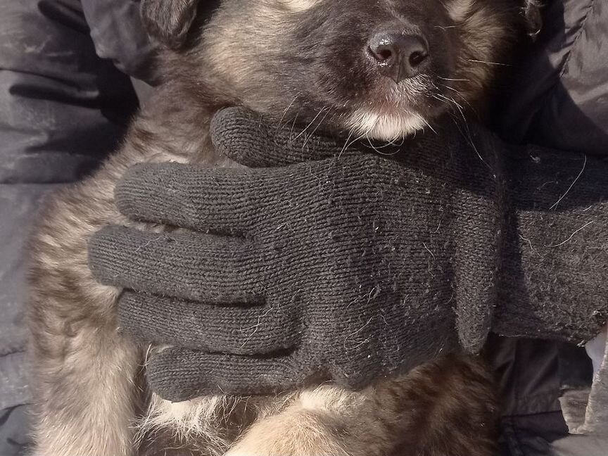 Щенулечка,белолапка,2 мес
