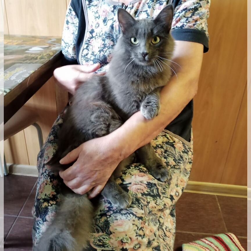 Красавчик Лекс в добрые руки