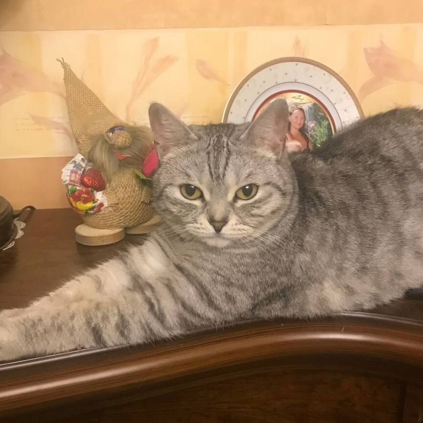 Шотландская прямоухая длинношёрстная, взрослая кошка