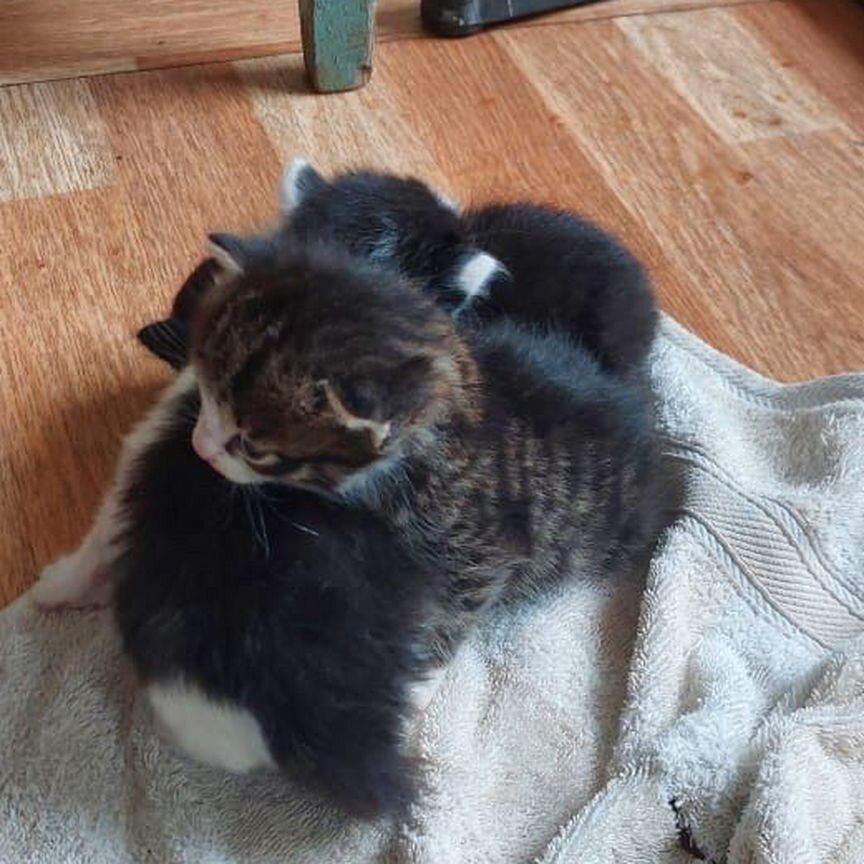 Котята в добрые руки
