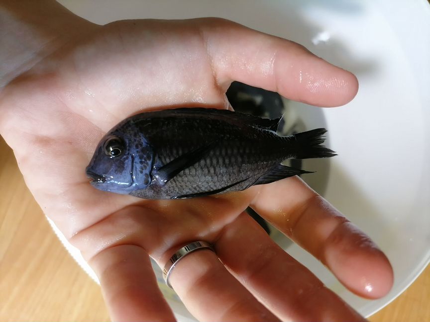 Цихлиды и роголистник