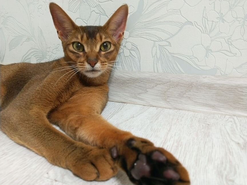 Абиссинская кошка бесплатно