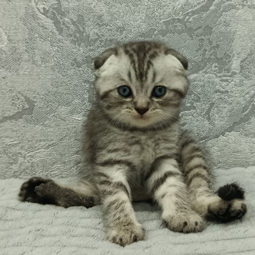 Шотландский вислоухий короткошёрстный котёнок