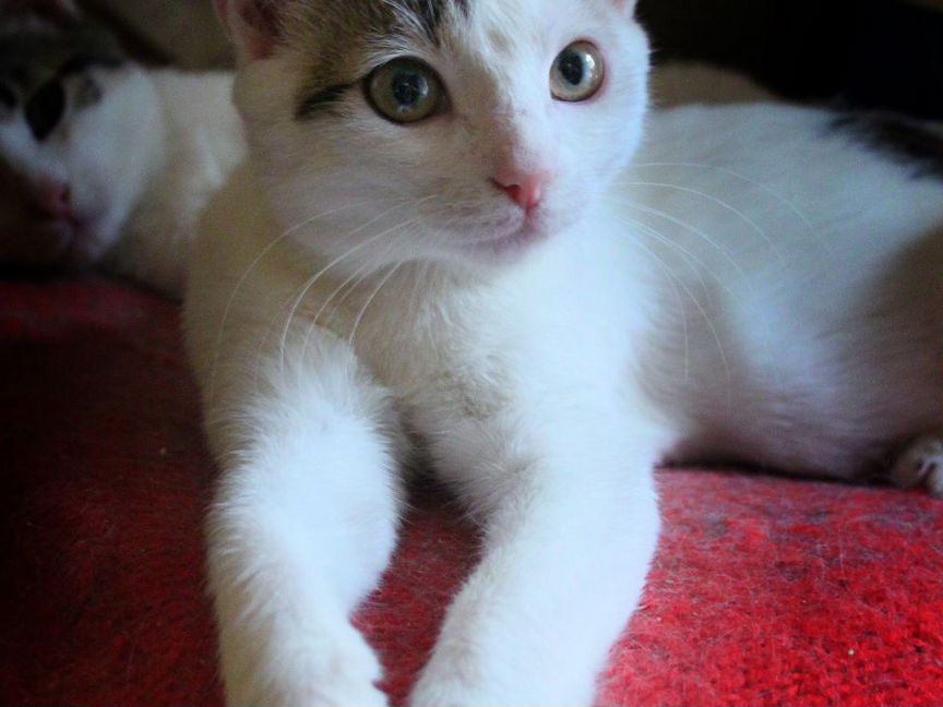 Белоснежные котята