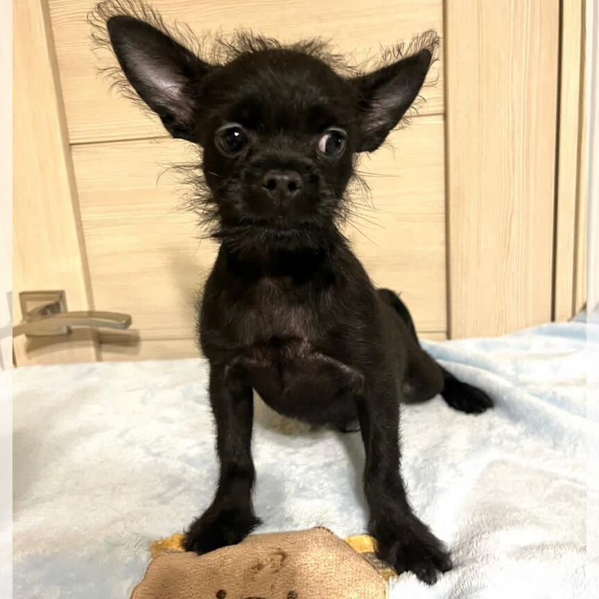 Собака Чорки мальчик