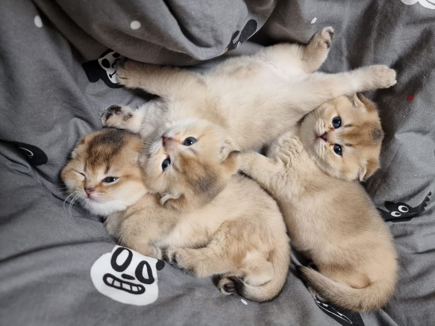 Котята окрас золотая шиншила