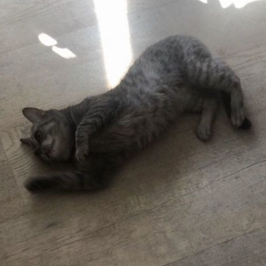 Кошка британка