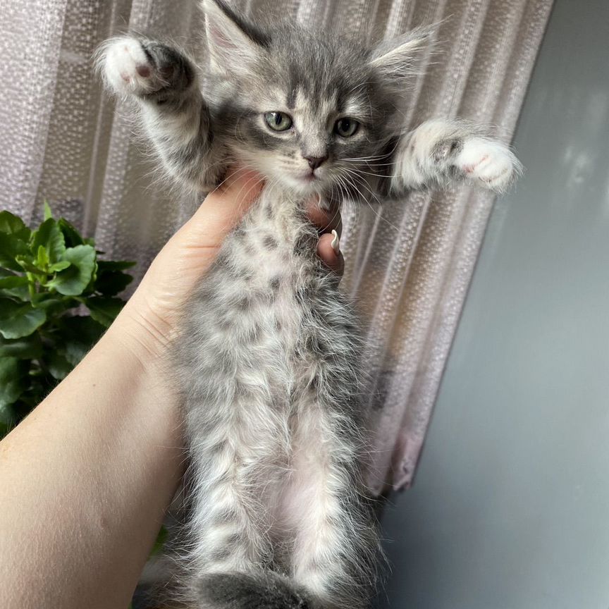 Шотландская кошечка метиска