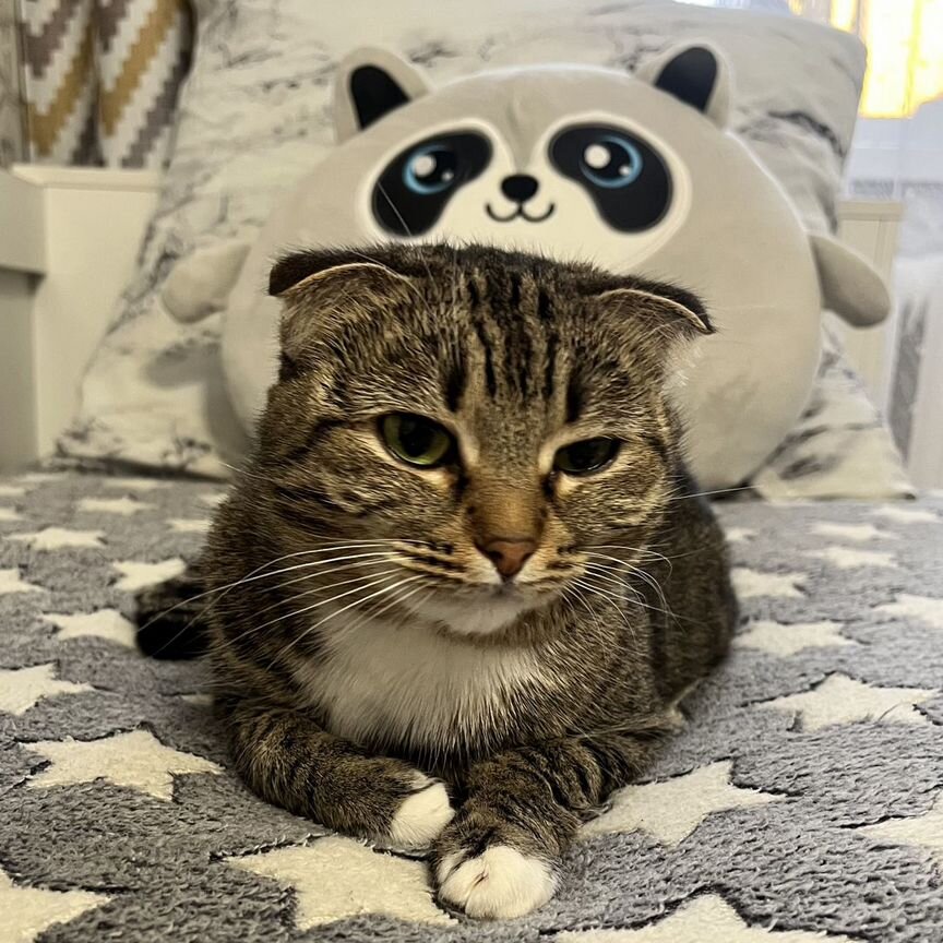 Взрослая, кошка в добрые руки