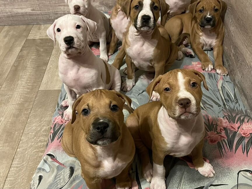 Американский питбультерьер щенки