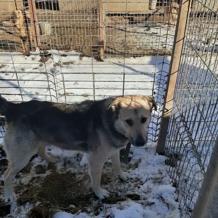 Собака ищет дом