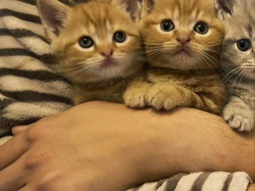 Британские котятки