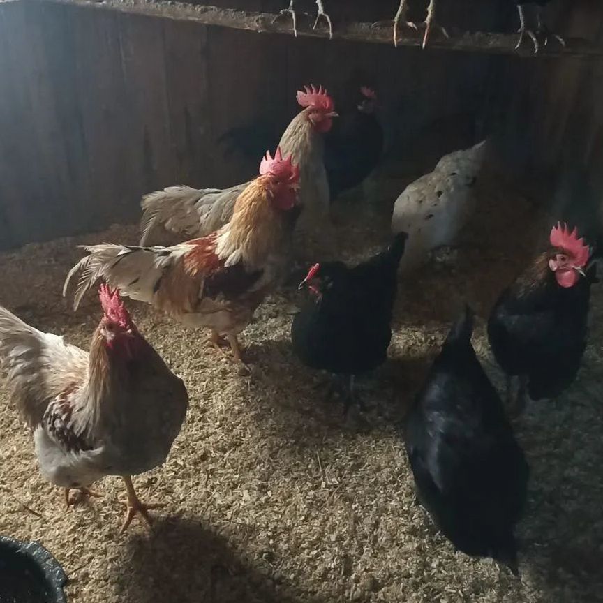 Молодые петухи