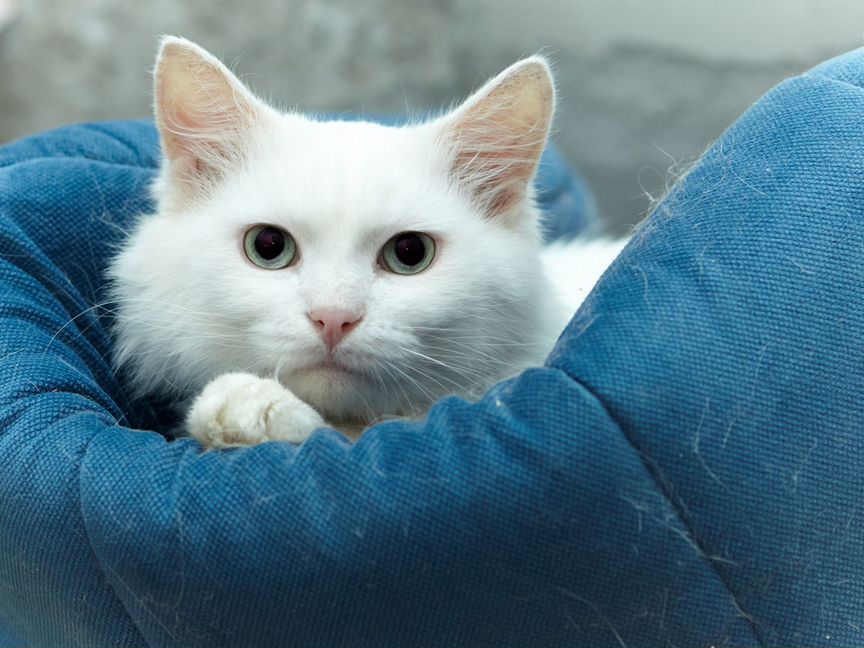 Беллая пушистая кошечка ищет дом