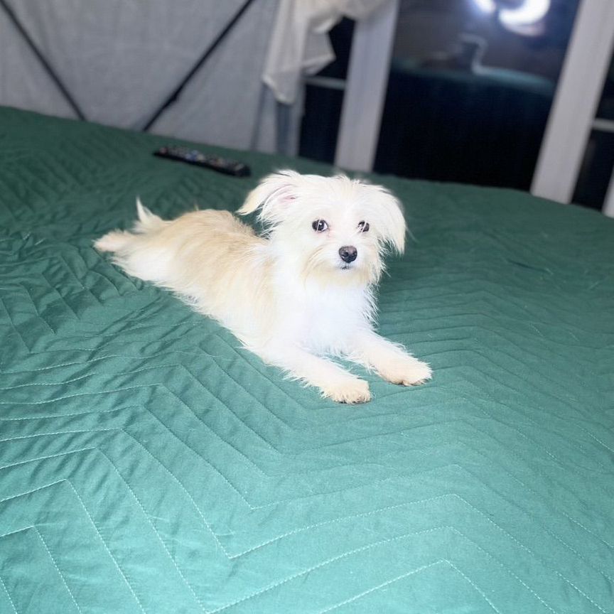 Мальтипу болонка мини для души