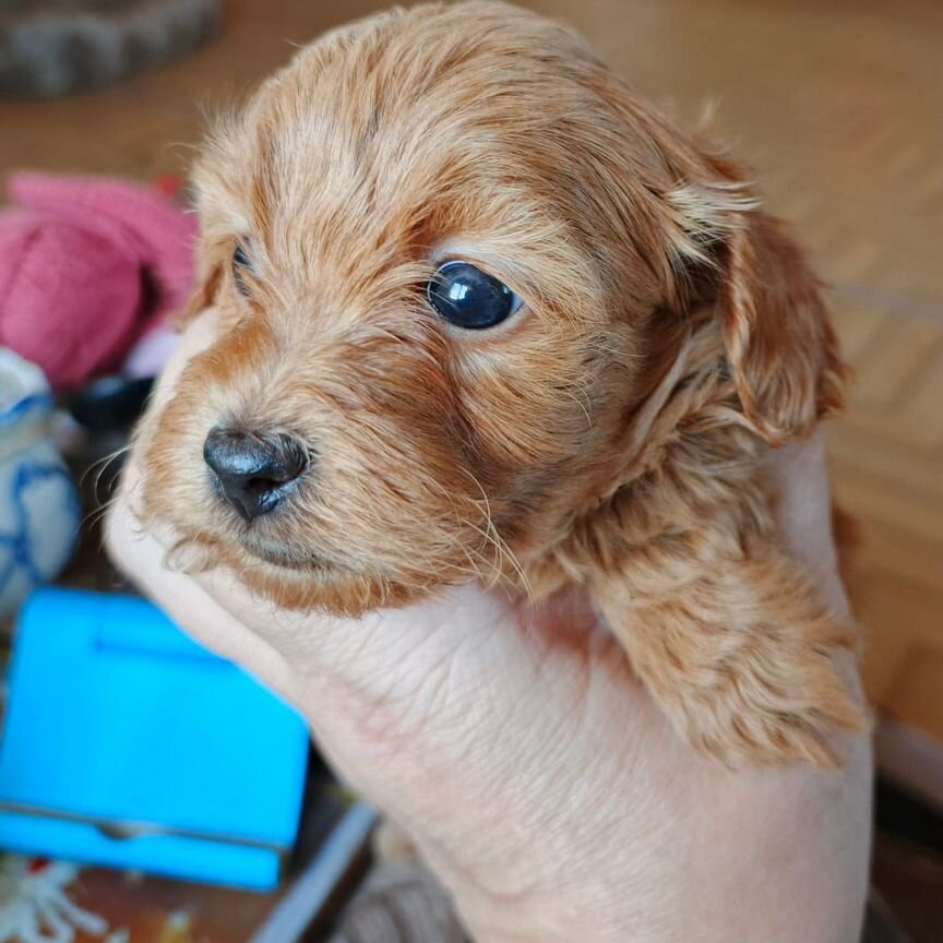 Пудель, щенок