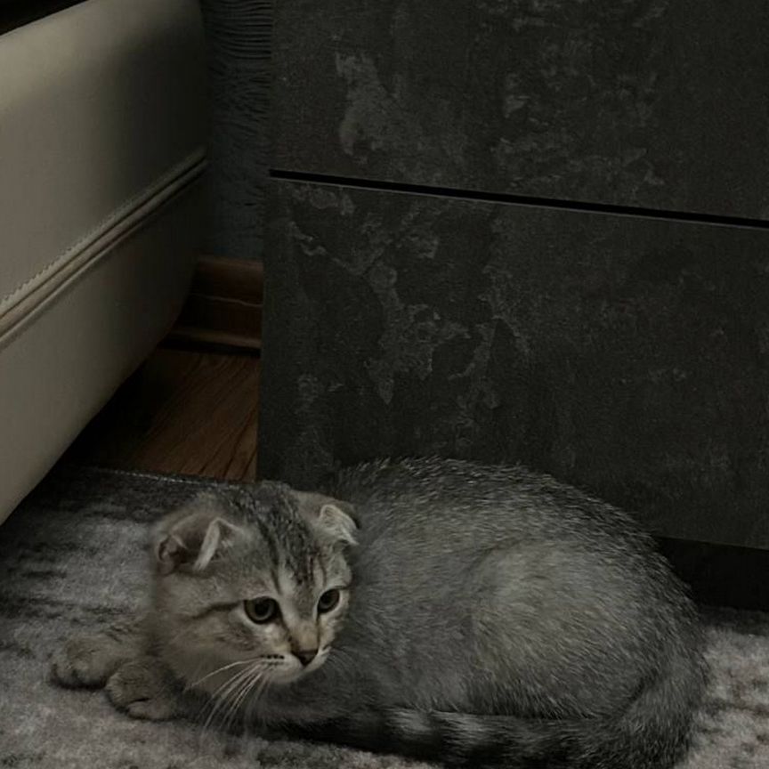 Шотландский вислоухий короткошёрстный котёнок