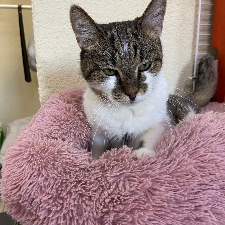 Мила в поисках дома