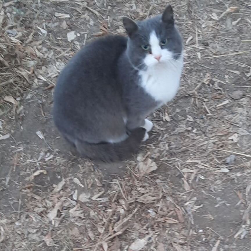 2 молодых кота