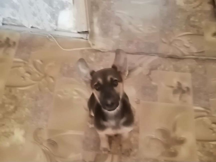 Собаки бесплатно в добрые руки щенки