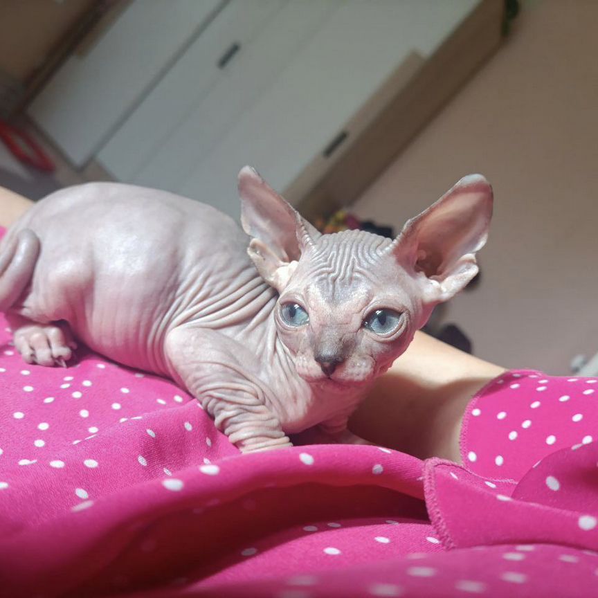 Донской сфинкс котенок
