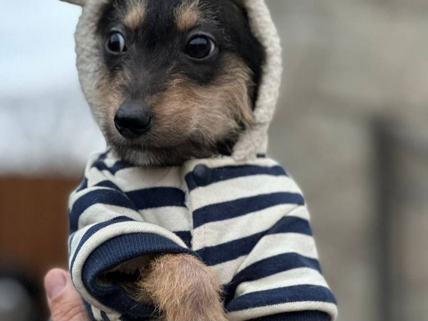 Минимальчик щенок в хорошие руки отдам бесплатно