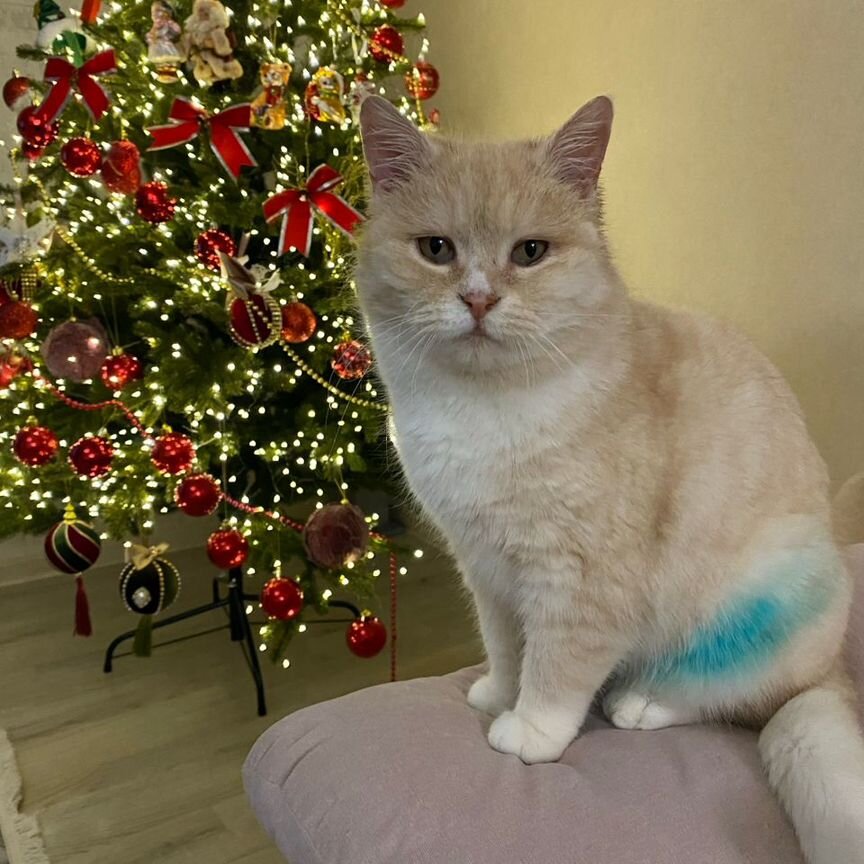 Взрослая, Девочка кошка в добрые руки