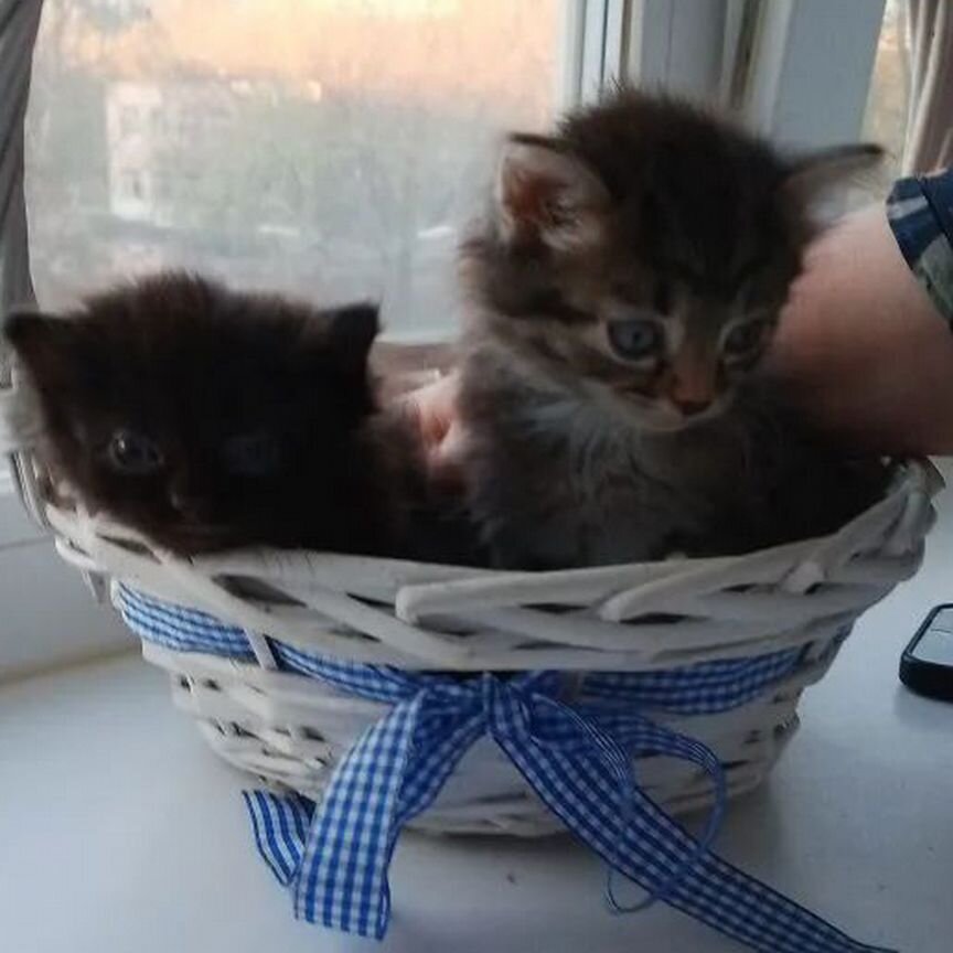 Сибирский котёнок