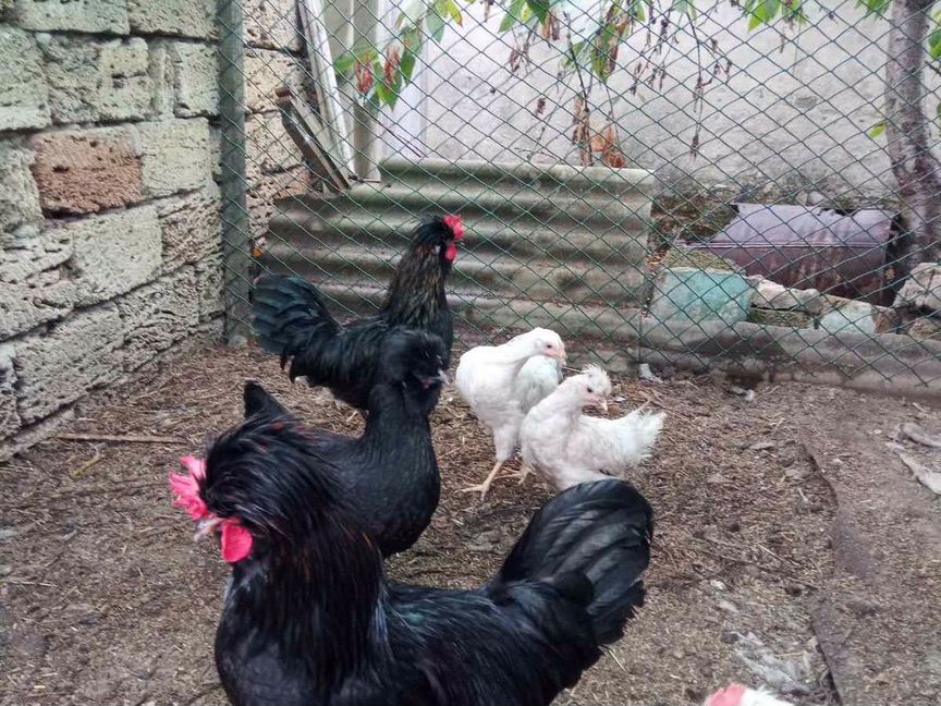 Куры Падуан