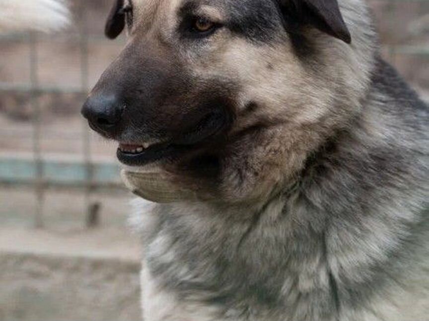 Милашка Чоппа ждёт своего Человека