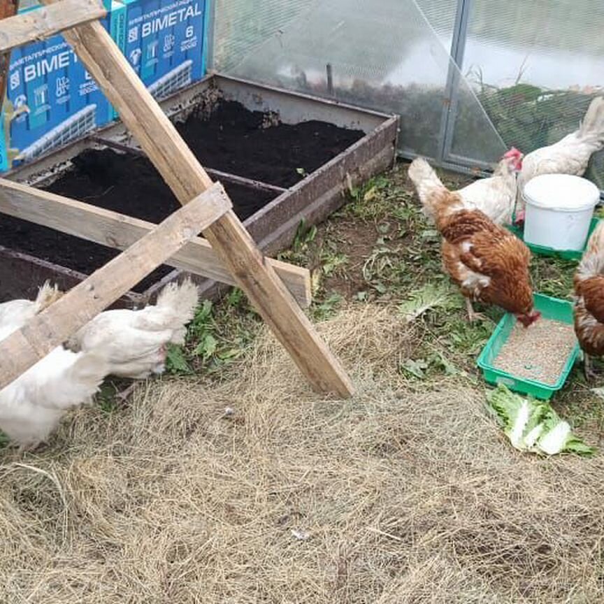 Куры несушки