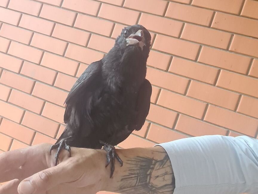 Ворон птица