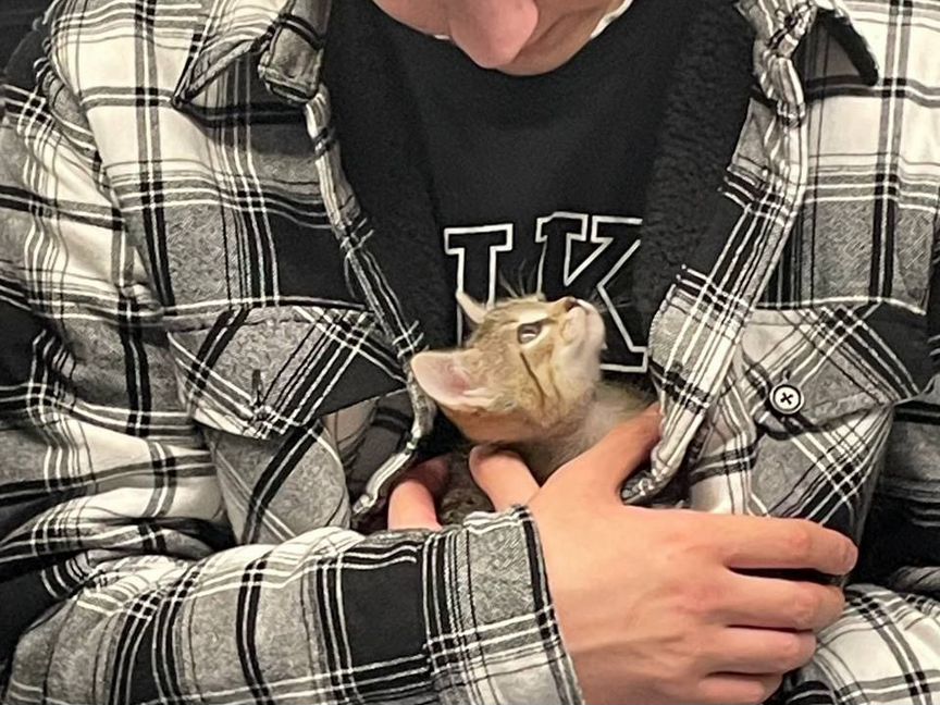 Спасите жизнь кошечке