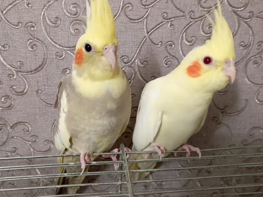 Птенцы кореллы