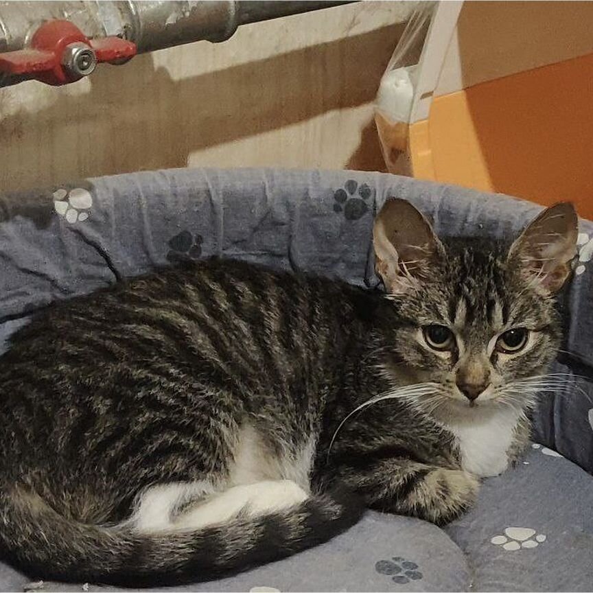 Котенок в добрые руки