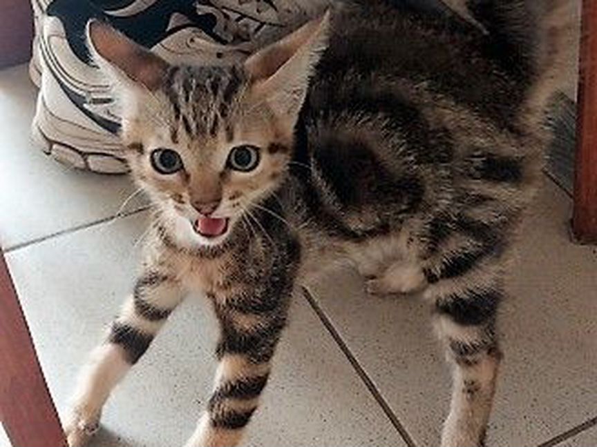 Девчушка ищет свой дом