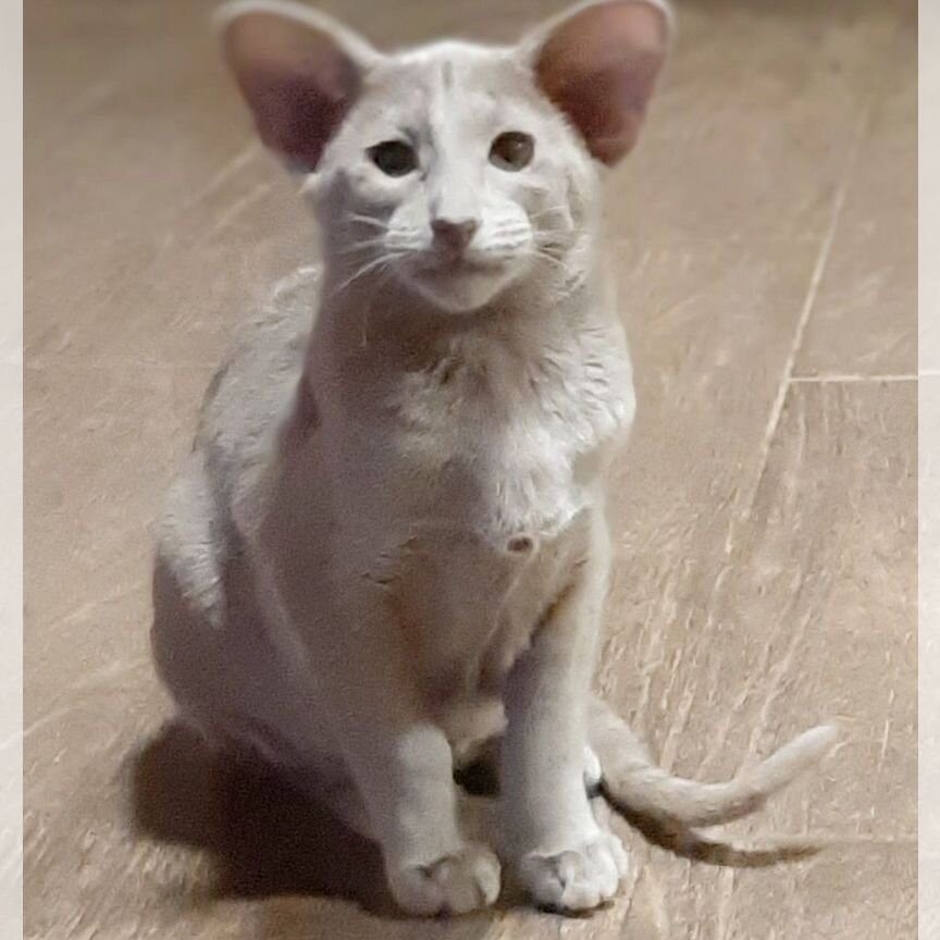 Лиловая оричка