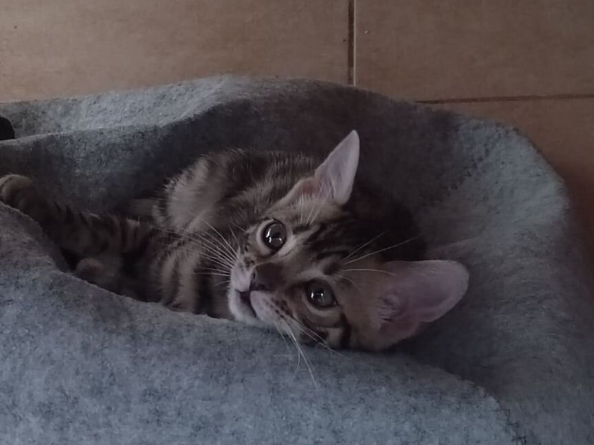 Кошка