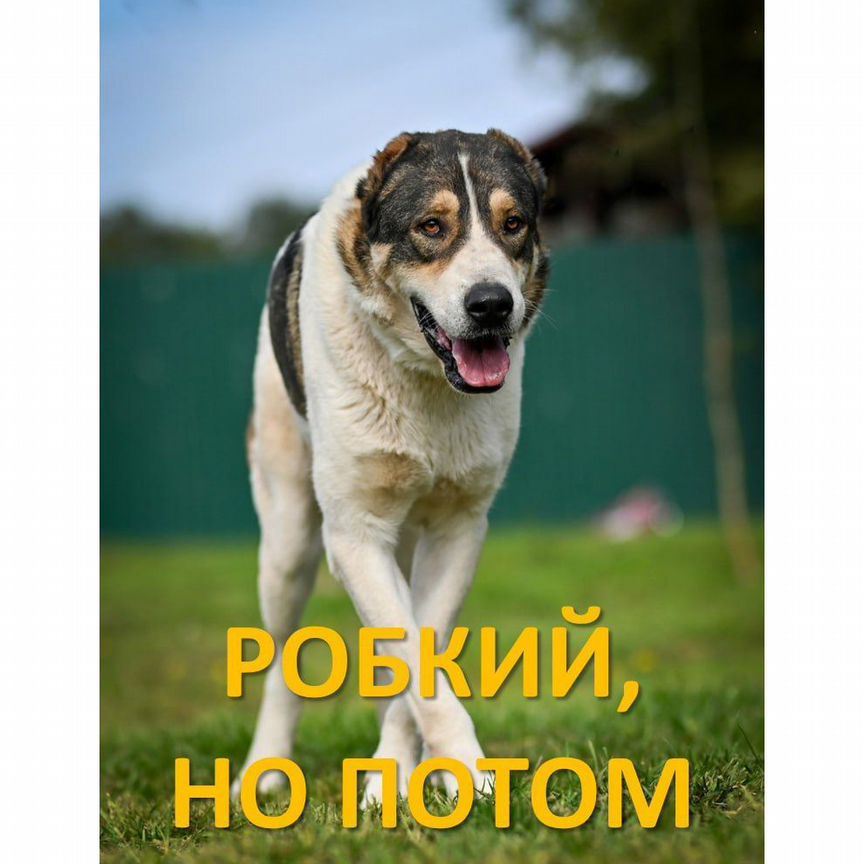 Среднеазиатская овчарка, взрослый пёс