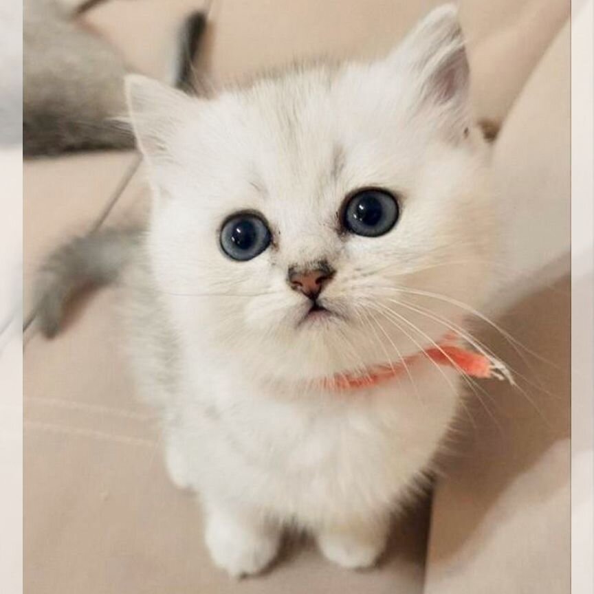 Шотландская вислоухая котята