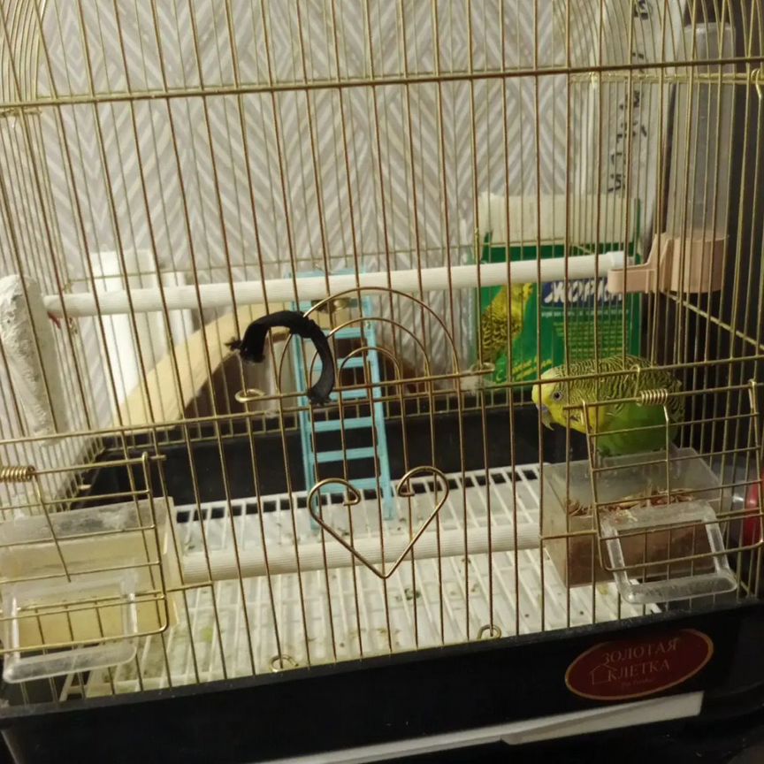 Волнистый попугай