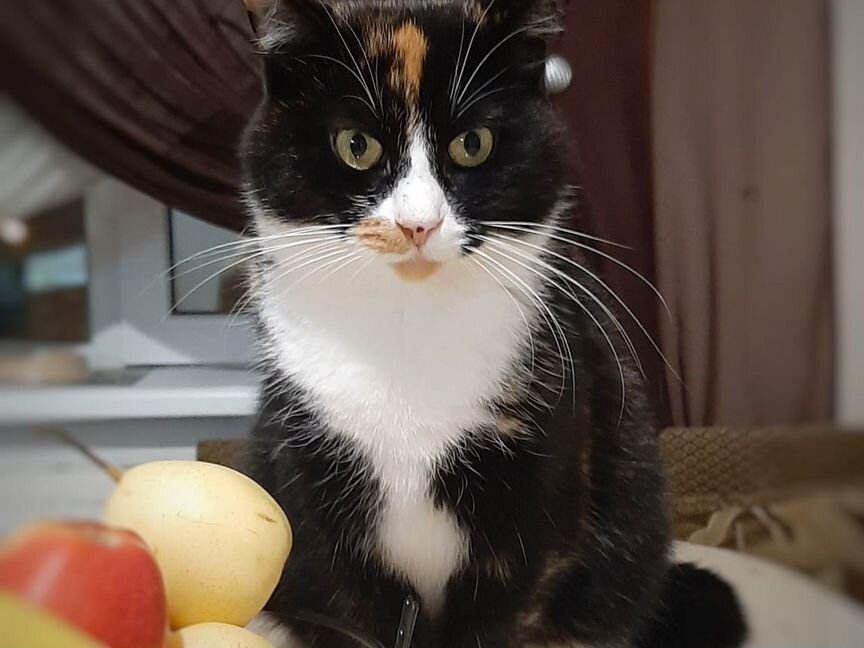 Кошечка. софа, 4 года, стерилизована
