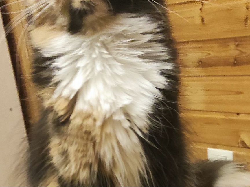 Котенок предположительно Норвежская лесная