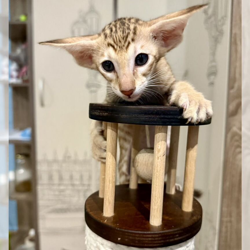 Ориентальный котёнок