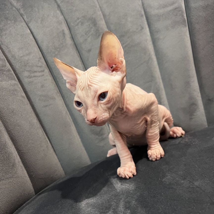 Котята сфинкс